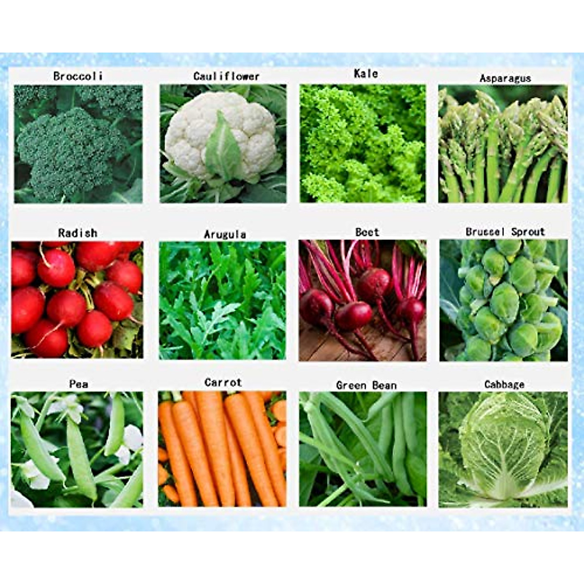 Premium Winter Vegetable Seeds for Planting Organic Non-GMO Heirloom Seeds 12 Varieties: Radish, Pea, Broccoli, Beet, Carrot, Cauliflower, Green Bean, Kale, Arugula, Cabbage, Asparagus, Brussel Sprout