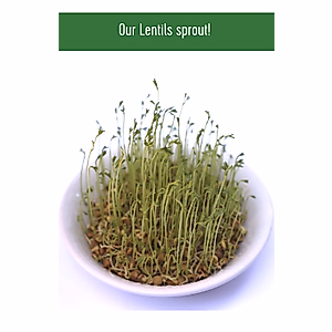 Small Brown Dry Lentils | 5 LBS Plastic Free Packaging | Family Farmed in Washington State | 100% Desiccant Free | Non-GMO | 100% Non-Irradiated | Kosher | Field Traced | Burlap Bag