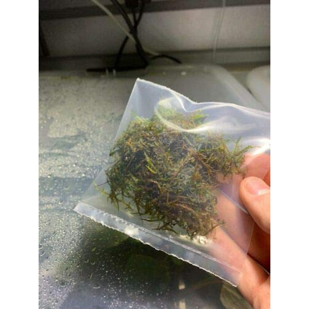 Marcus Fishtanks Java Moss Taxiphyllum Barbieri Easy Live Aquarium Plant - Buy 2 Get 1