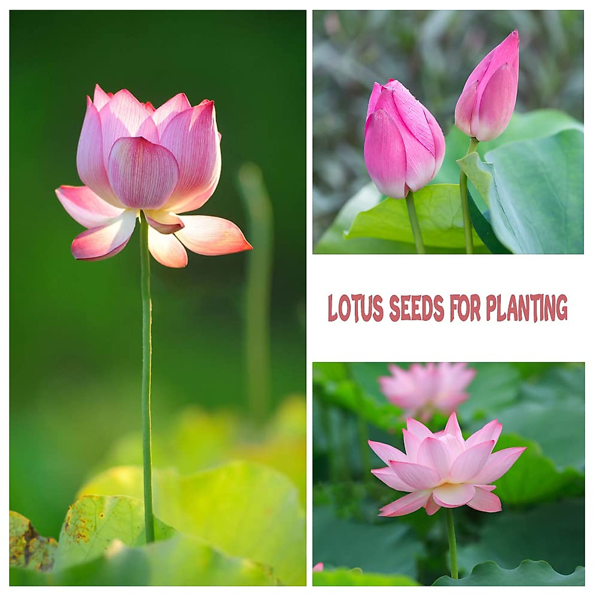 35+ Bonsai Lotus Flower Seeds for Home Planting Ornamental, Mixed Pink & Red Flower, Aquatic Plant for Courtyard, Hotel, Goldfish Pond, Water Lily Seeds
