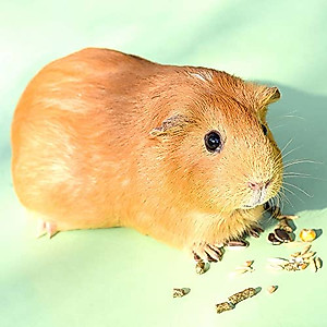 Simple Rewards Small Animal Treats 3 Flavor Variety Bundle (1) Each: Baked Cranberry, Freeze Dried Bananas, Baked Veggie, 1-2 Ounces