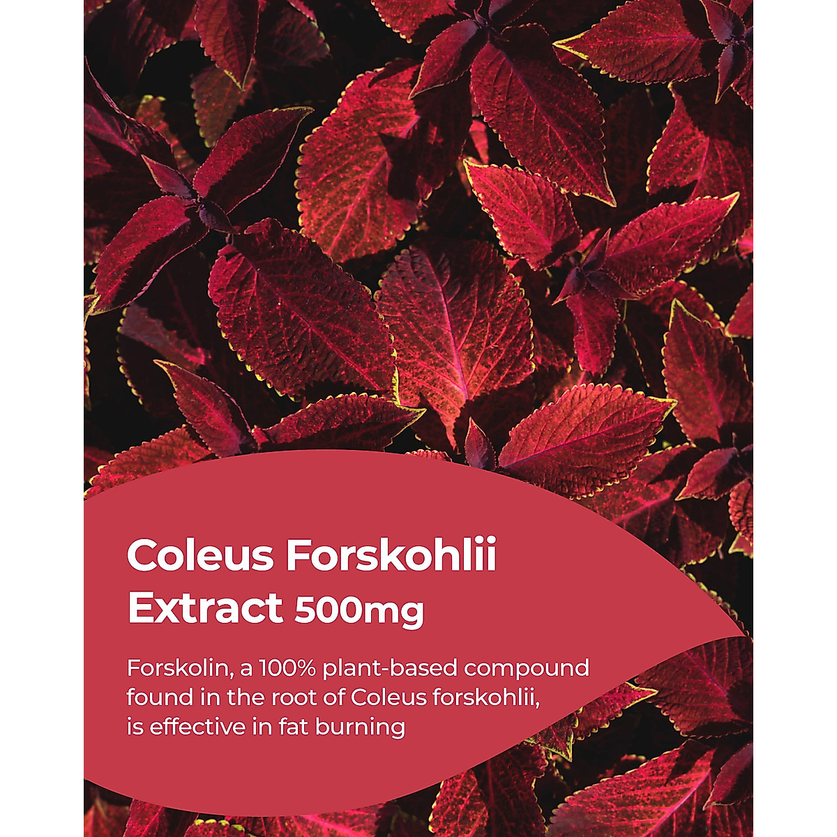 FOODOLOGY Coleology Drink Mix (Pack of 1, 15 Days) - Health Management Water Drink Mix, Pomegranate Flavor. Natural Ingredients.