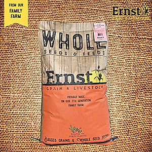 Ernst Grain Cracked Corn, Non-GMO – Perfect Feed for Ducks, Squirrels, Chickens, Ducks, Deer, Rabbits, Geese, and More! (50 lb)