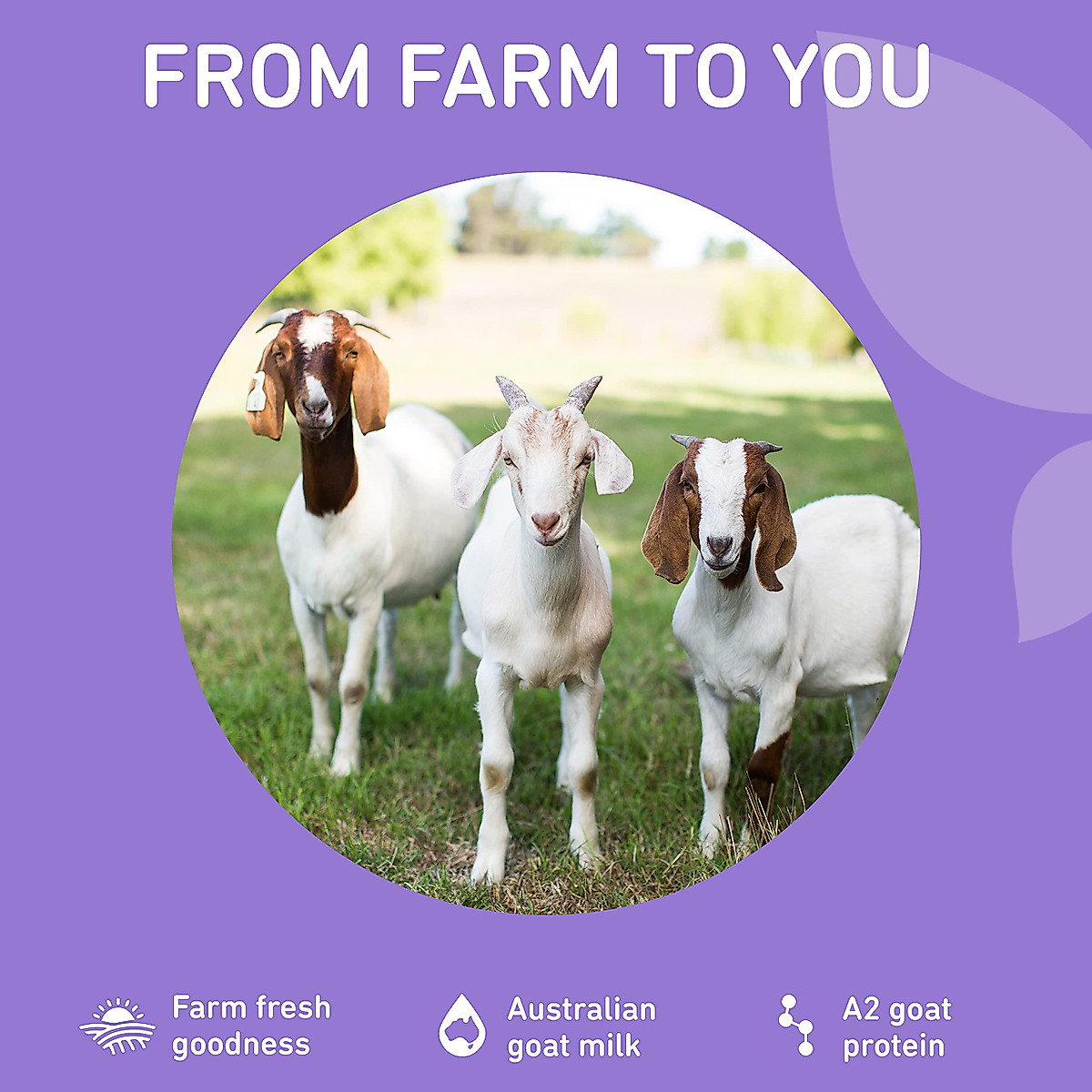 Aussie Bubs Australian Goat Milk-based Toddler Formula, Powder, 28.2 oz (3 Cans)