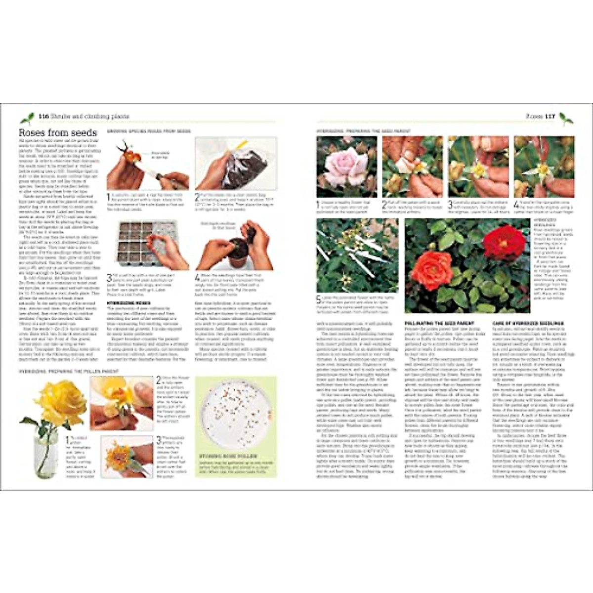 Propagating Plants: How to Create New Plants for Free