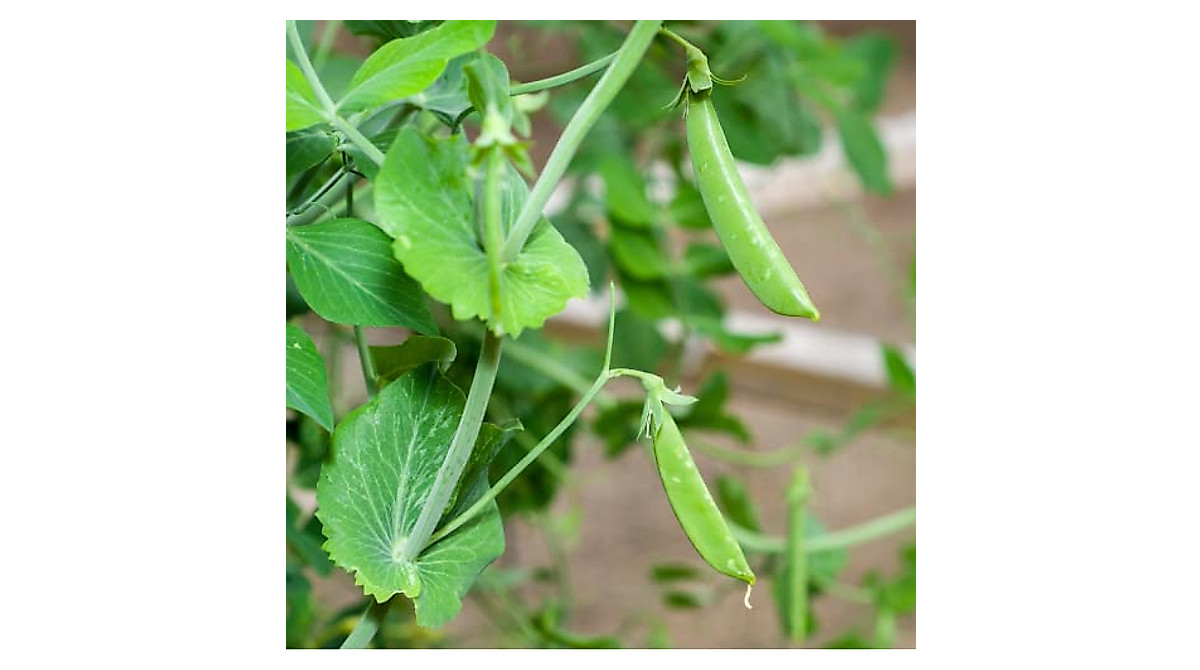 Park Seed Super Sugar Snap Pea Seeds - Heavy Yield & Easy Growth