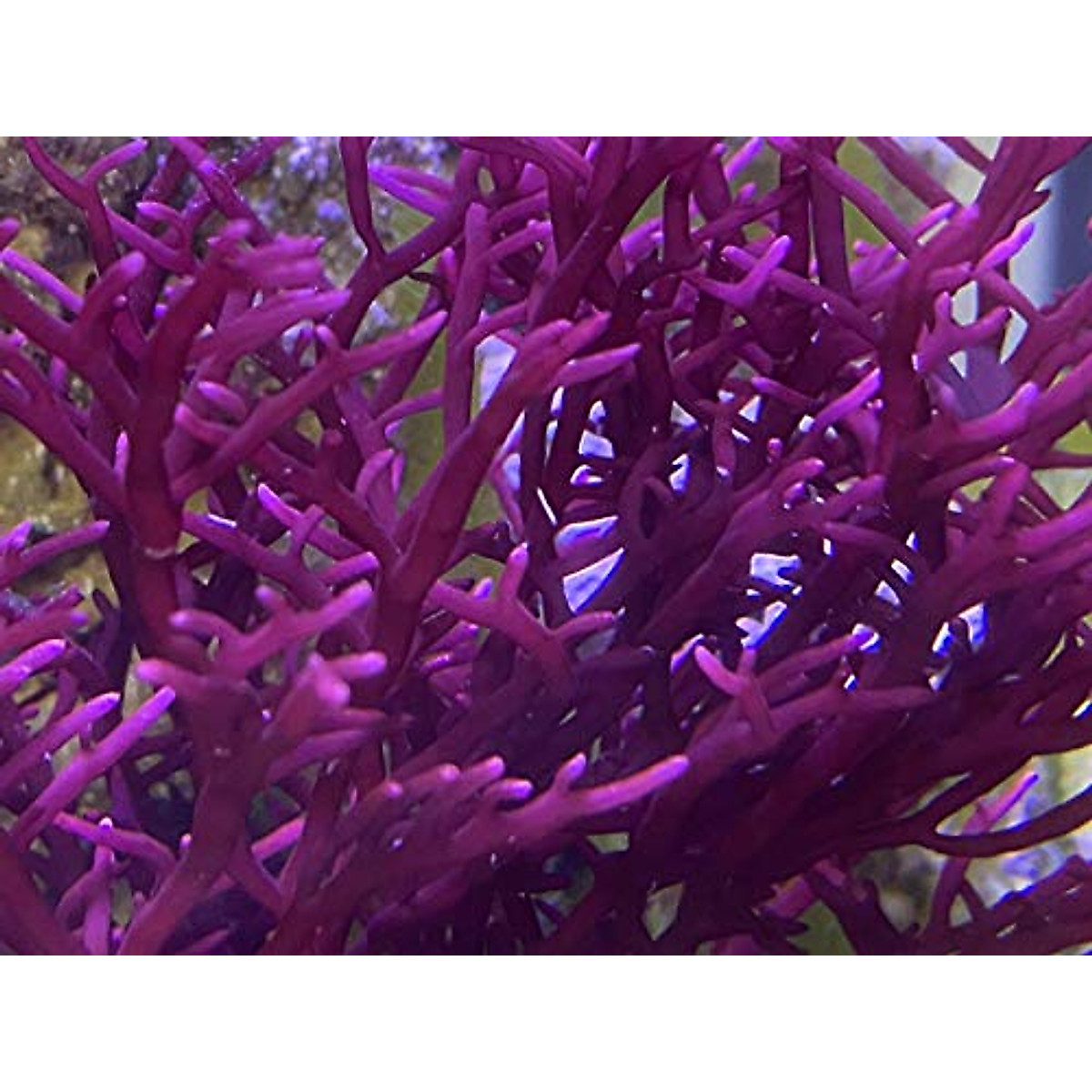 Live Saltwater Plant Red Bush Gracilaria Macro Algae - 1 Inch Frag