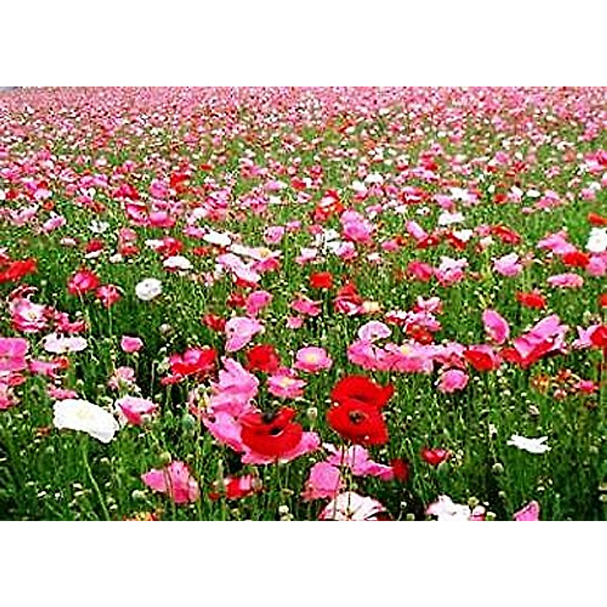 50,000 Shirley Poppies Seeds: Pastel Poppy Seeds