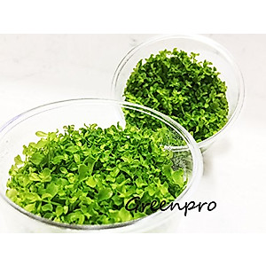 Micranthemum Monte Carlo New Large Pearl Grass Live Aquatic Plant in Tissue Culture Cup for Aquarium Freshwater Fish Tank by Greenpro