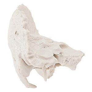 Axis Scientific Temporal Bone - Left