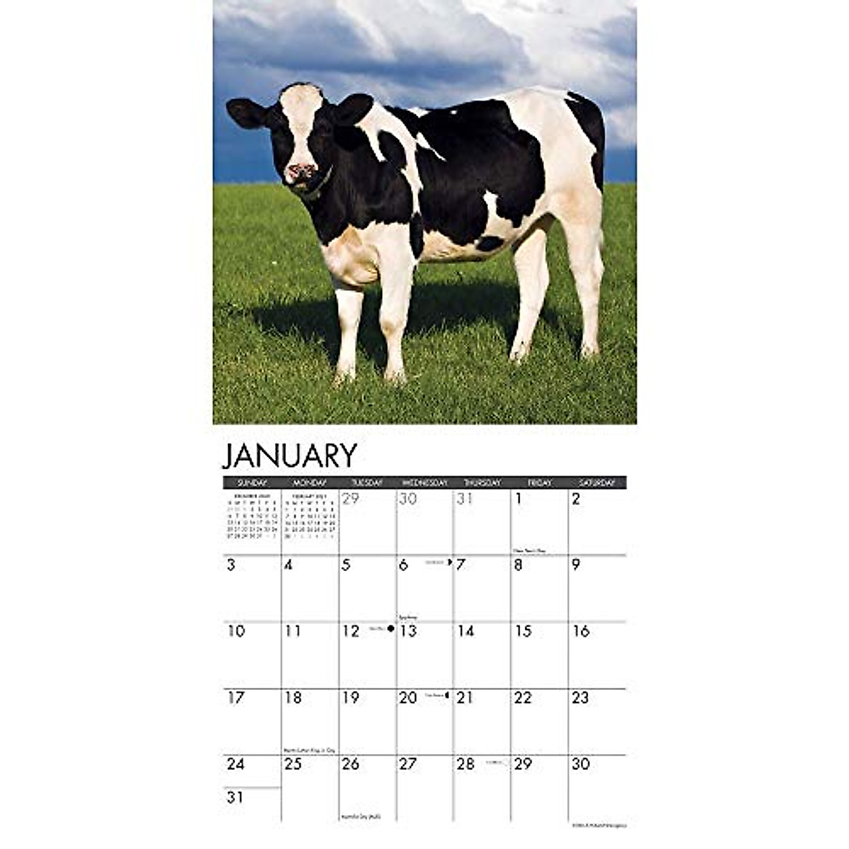 Just Cows 2021 Wall Calendar
