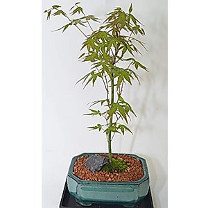 Celestial Bonsai Japanese Maple, deciduous Tree Turn red Leaves in Fall, no Leaves in The Winter, 7 Years Old