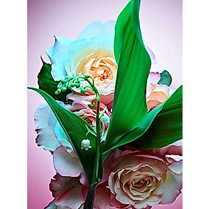 Bvlgari Rose Goldea Blossom Delight for Women - 1.7 oz EDP Spray