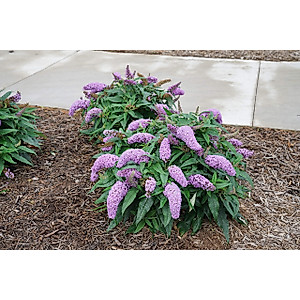 Proven Winner Pugster Amethyst 2 Gal. Buddleia, Purple Blooms