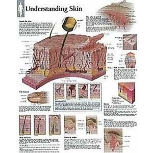 Understanding Skin chart: Laminated Wall Chart
