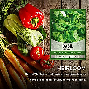 Genovese Basil Seeds for Planting Heirloom Non-GMO Herb Plant Seeds for Home Herb Garden Makes a Great Gift for Gardening by Gardeners Basics