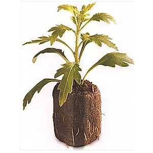 50 Count - Jiffy 7 Peat Pellets - Seed Starter Soil Plugs - 36 mm - Start Seedlings Indoors - Easy to Transplant to Garden