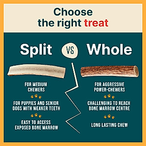 100% Natural - Antlers for Dogs - Naturally Shed in USA - Grade A Long Lasting Chew for Aggressive Chewers - Elk Antlers Dog Antler Chews - Real, Healthy Treats & Toys - No Odor & No Mess - Small