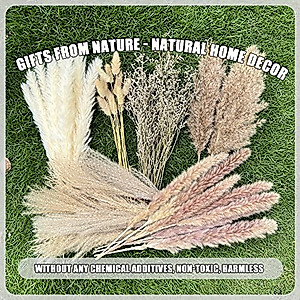 100Pcs Pampas Grass Boho Home Decor 17 inch Natural Dried Flowers-Pampas Grass Contains Bunny Tails White Pampas Brown Pampas.Boho Decor for Farmhouse Wedding Boho Wall Bathroom Office Kitchen…