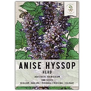 Seed Needs, Anise Hyssop Seeds - 500 Heirloom Seeds for Planting Agastache foeniculum - Medicinal Herb for Tea & Essential Oils, Non-GMO & Open Pollinated (1 Pack)