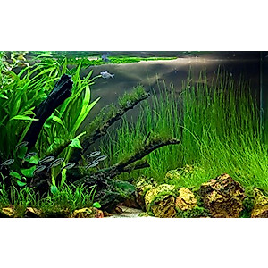 Mainam Giant Hairgrass | Eleocharis Vivipara Bundle Live Aquarium Plant for Freshwater Fish Tank Decoration 3 Days Live Guaranteed