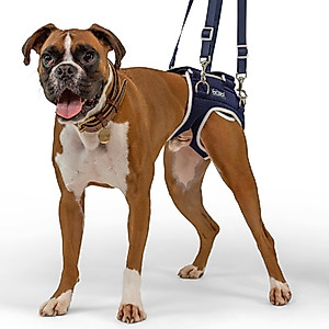Balto Life Hip Dysplasia Brace – Dog Hip Support Harness – Hind End Adjustable Compression Brace - Distribute Weight Evenly Helps Prevent New Injuries – Rear Support Aide (Medium)