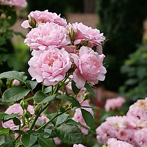 CHUXAY GARDEN Pink Rose Seed 5 Seeds Lovely Pink Flowering Plant Fragrant Cut Flowers Ornamental Houseplant Courtyard Flower