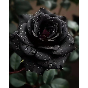 Rare Black Rose Seeds for Planting, Heirloom, No-GMO 200+ Beautiful Flower Seeds Home Garden Bonsai