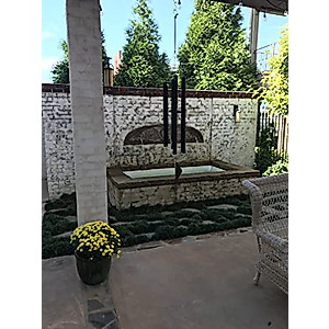 Dwarf Mondo Grass Qty 90 Live Plants Shade Loving Evergreen Ground Cover