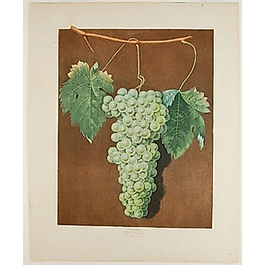 [Grapes] Royal Muscadine Grape