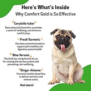 Pet Wellbeing Comfort Gold for Dogs - Natural Pain Relief for Canines - 2 oz (59ml)