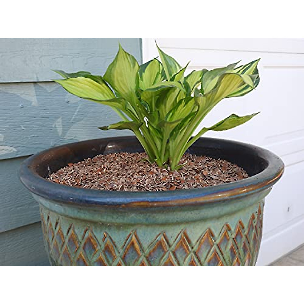 Hazel Shell Chips - Mulch Amendment Product - 10 lbs.(Hazelnut Shells)