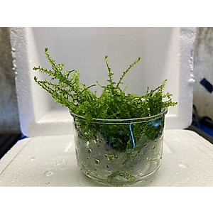 Java Moss Portion in 4 Oz Cup - Easy Live Fresh Water Aquarium Plants