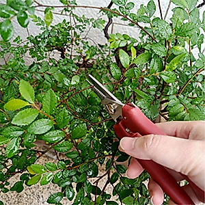 Avarosa Shears Gardening Tools, Plant Shears, Garden Shears Pruning, Pruning Shears, Garden Scissors, Pruning Shears for Gardening, Pruning Scissors for Gardening Trimming Plants, Garden Tools.