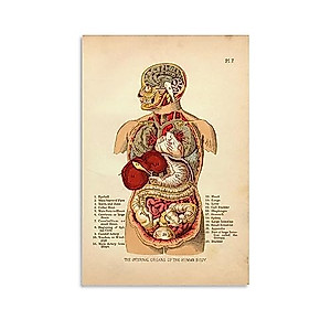 Internal Organs Of The Human Body From The Household Physician Canvas Wall Art Print Poster For Home School Office Decor Unframe 12x18inch(30x45cm)