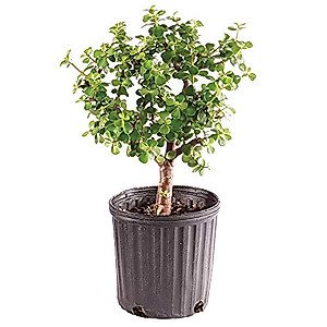 Brussel's Bonsai Live Dwarf Jade Bonsai Tree, Indoor - Medium, 4 Years Old, 8 to 12 Inches Tall - Jade Tree in Grower Bonsai Pot