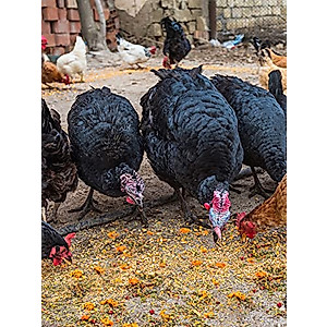 Chicken Nesting Herbs - 14 Oz Natural Nesting Box Herbs in 6 Dried Flower & Herbs for Keeping Coop Fresh and Create Comfortable Environment for Chickens