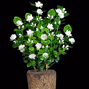 Jasmine Living Seedling Fragrant Plant Grown Green Tea Perennial Garden Indoor Bonsai Plant No Experience Required Easy to Grow (No Pot Include)