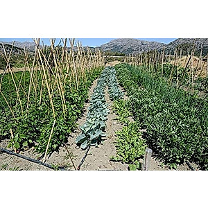 Rocky Mountain Goods Soaker Hose Flat (50’ Pack of 2) - Heavy Duty Double Layer Design - Saves 70% Water - Consistent Drip Throughout Hose - Leakproof Guarantee - Garden/Vegetable Safe