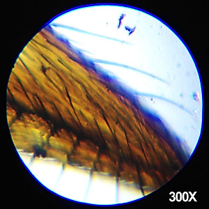 AmScope-Kids M30-ABS-KT2 Starter Microscope Kit, Metal Frame, 120X, 240X, 300X, 480X, 600X, and 1200X Magnifications, 2 Eyepieces and 49 Accessories and Case