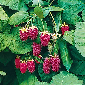 Loganberry Plant Live from 6 to 10 Inc Tall, Berry Fruits Planting Ornaments Perennial Garden Simple to Grow Pots