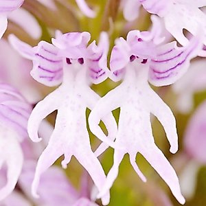 Naked Man Orchid Seeds Orchis Italica, Italian Orchid Fascinating and Unique Species of Orchid Distinctive and Intriguing Flower Shape for Gardens Outdoor 200Pcs Flower Seeds by YEGAOL Garden