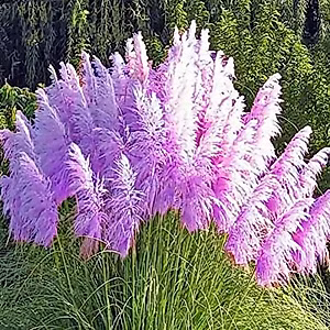 200 Pcs Pampas Grass Seeds,Home Garden Decoration Ornamental Grass Seeds（Purple）