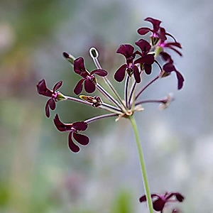 CHUXAY GARDEN Pelargonium Sidoides,African Geranium,South African Geranium 30 Seeds Lovely Red Flowers Showy Accent Plant Striking Flowering Plants Great for Planting