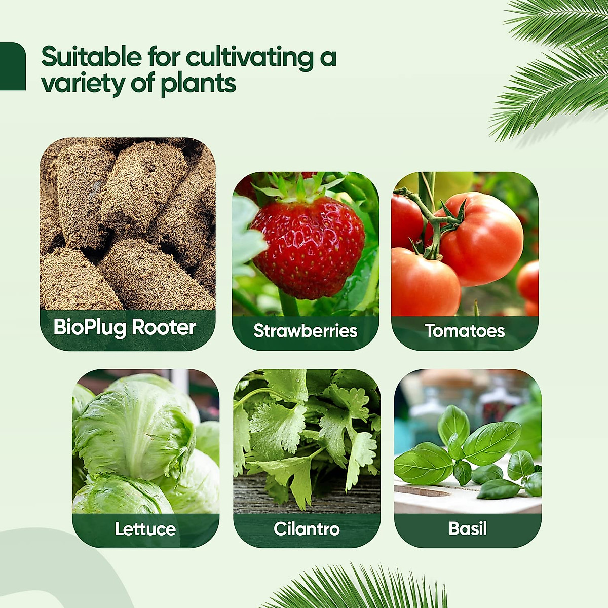 BioPlug Germination Rooter Cube 100 Pcs - Replacement Root Growth Sponges Kit Compatible with Aerogarden - Seed Starter Sponge Pods for Indoor Hydroponic Growing System