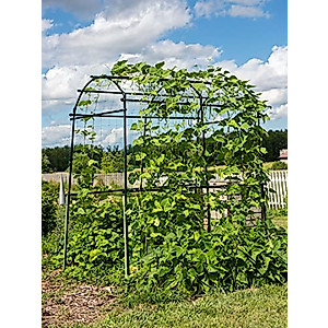 Gardener’s Supply Company Extra Tall Garden Arch Arbor 80in Titan Squash Tunnel | Lightweight Metal, Trellis Plant Stand for Climbing Vines | Outdoor Lawn Tower & Garden Support Structure