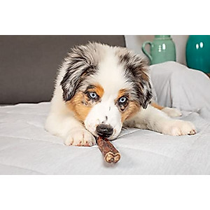 Barking Buddha 6 Inch Jumbo Bully Sticks for Dogs - Premium Fully Digestible, Odor Free 100% All Natural Tasty Beef Pizzle Chew Treats (Pack of 5)