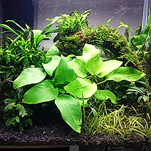 Planterest – Anubias Nana Golden Potted Easy Live Aquarium Plant Decorations BUY2GET1FREE