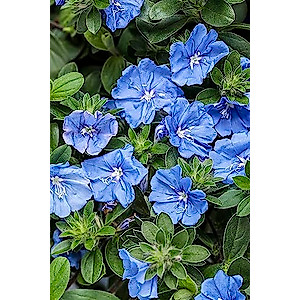 4.25 in. Eco+Grande, Blue My Mind® Dwarf Morning Glory (Evolvulus) Live Plant, Blue Flowers