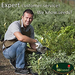 Partial Shade Wildflower Seeds Bulk - Open-Pollinated Wildflower Seed Mix Packet, No Fillers, Annual, Perennial Wildflower Seeds Year Round Planting - 4 oz